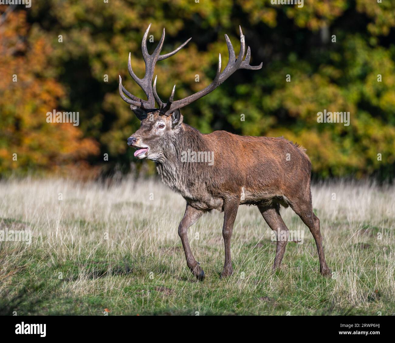 Stag calf hi-res stock photography and images - Alamy