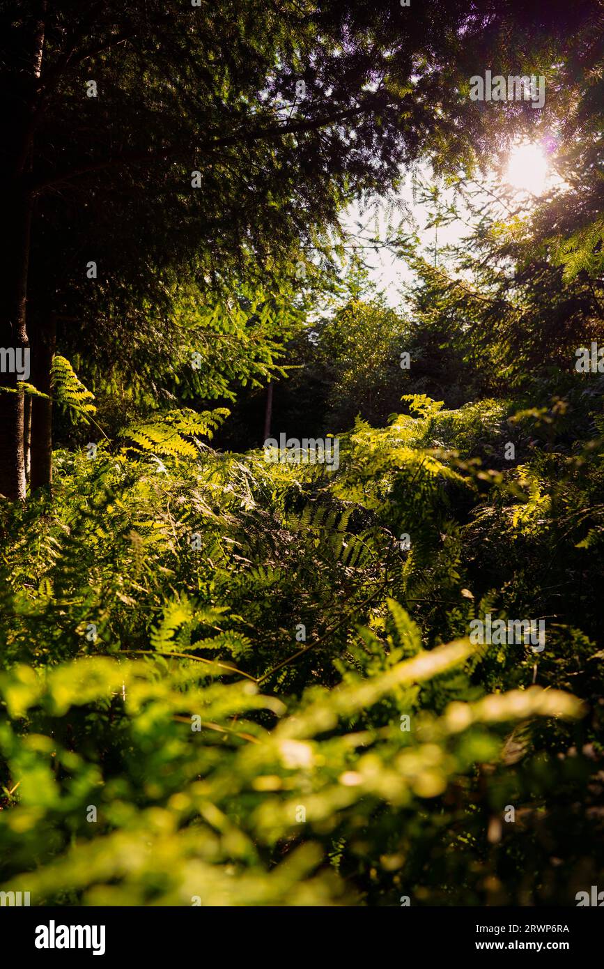 Tree fern and shadow hi-res stock photography and images - Alamy