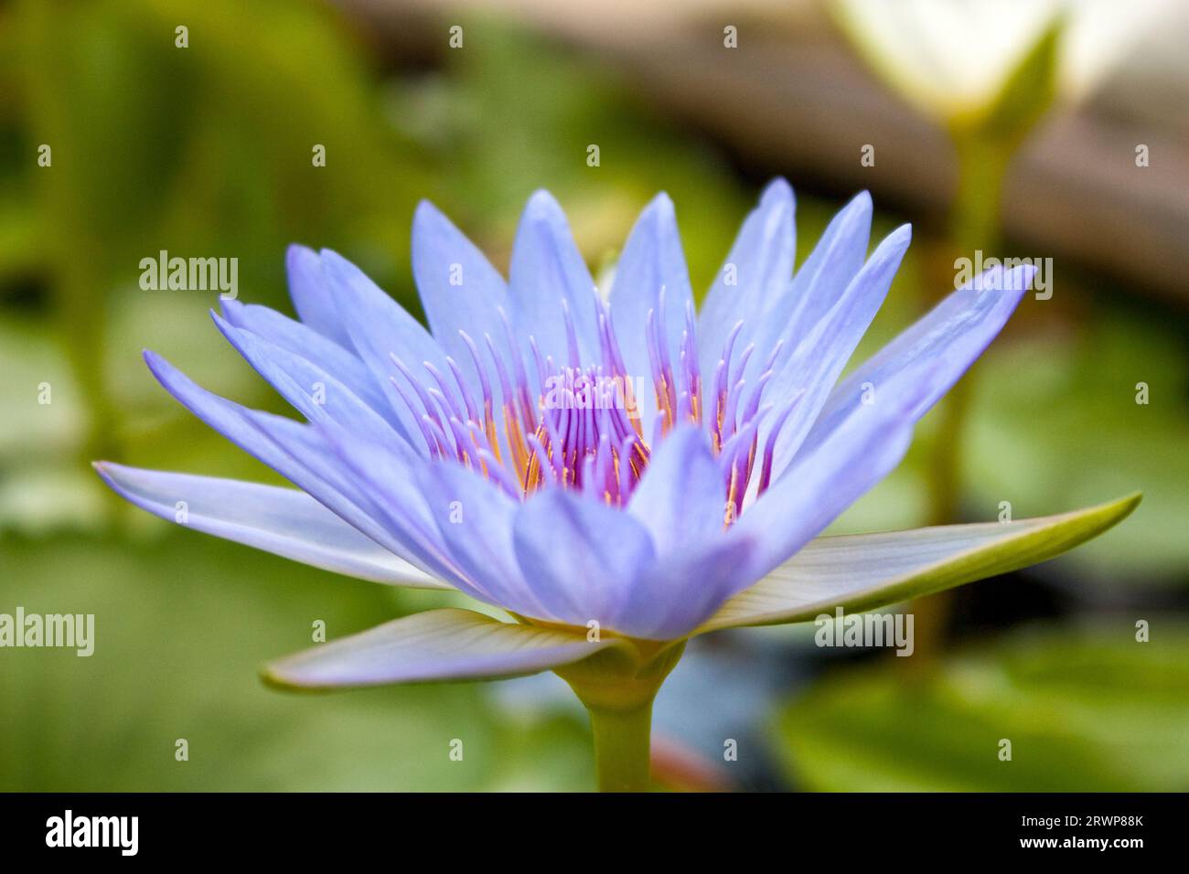 Egyptian lily hi-res stock photography and images - Alamy