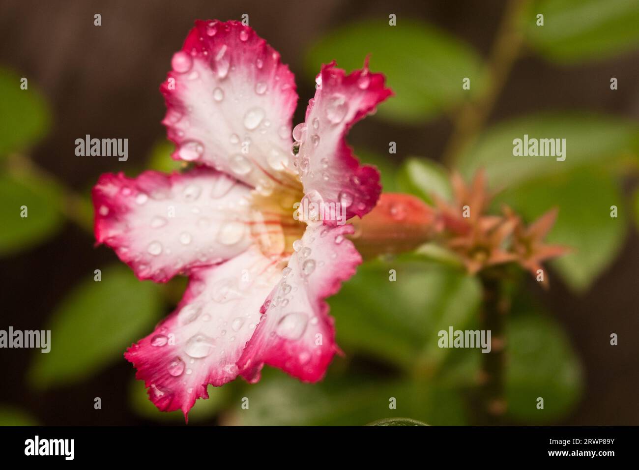 Adenium Obesum Bushman's Poison or Desert Rose with water drops Stock ...