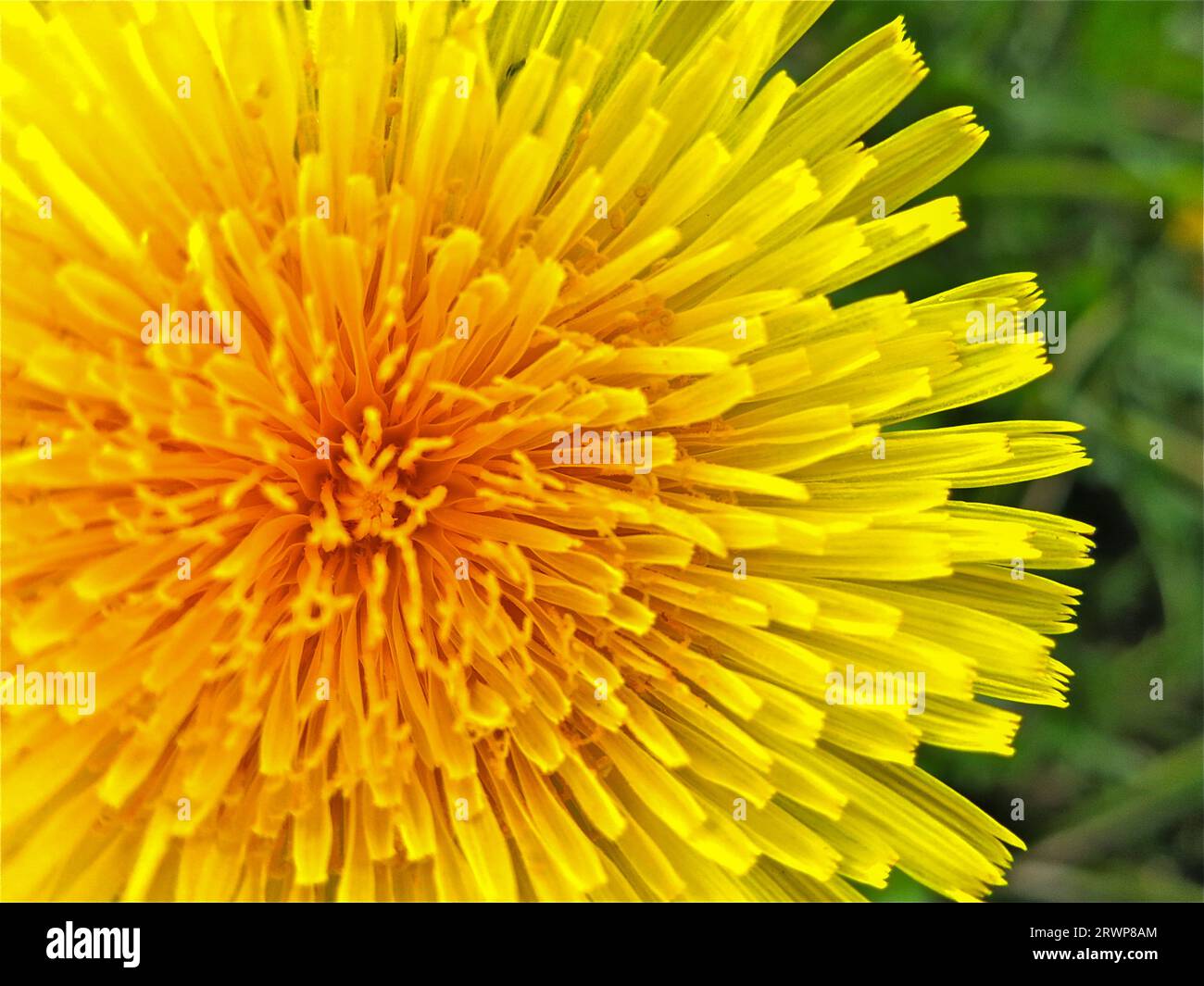 Bright yellow and orange common dandelion flower, view from top down ...