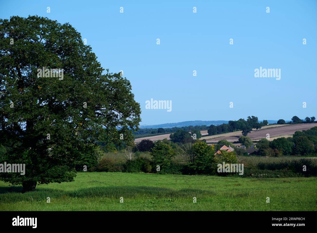 Single green tree in countryside under blue sky in summer Stock Photo ...