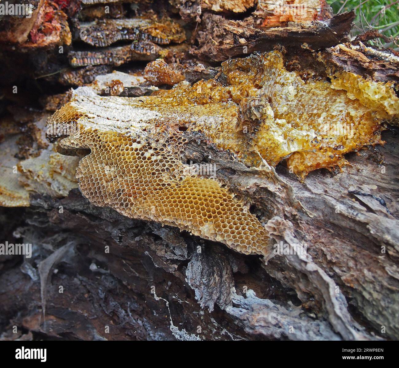 bee hive honeycomb in a tree trunk exposed after storm damage along the ...