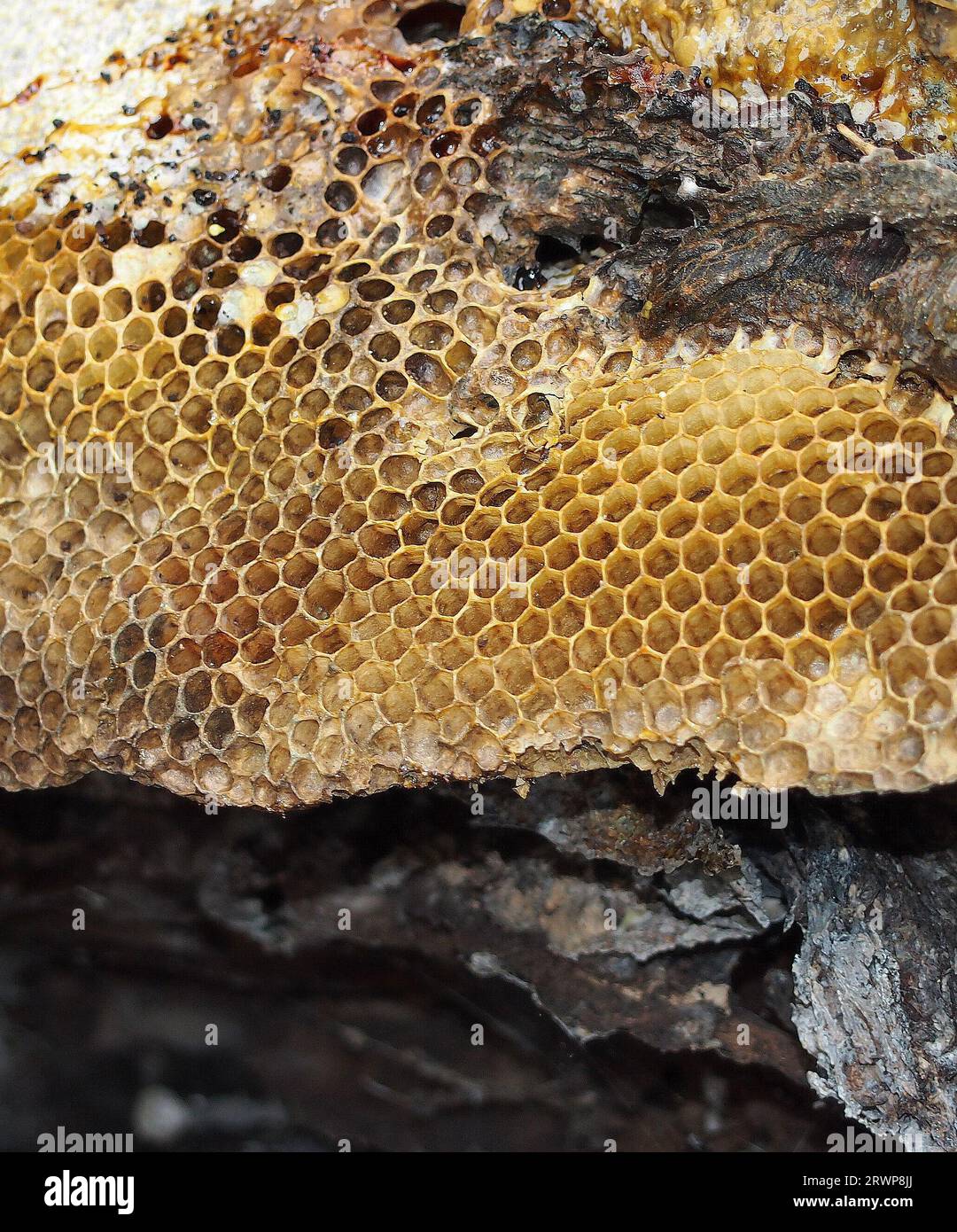 bee hive honeycomb in a tree trunk exposed after storm damage along the ...