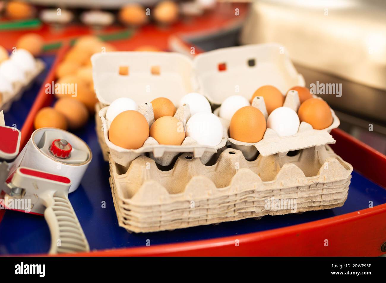 Cardboard trays with chicken eggs on sorting line of poultry farm Stock ...