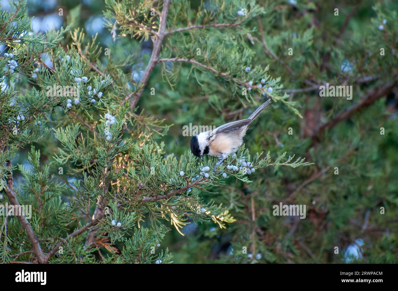 Black bird eating berries hi-res stock photography and images - Alamy