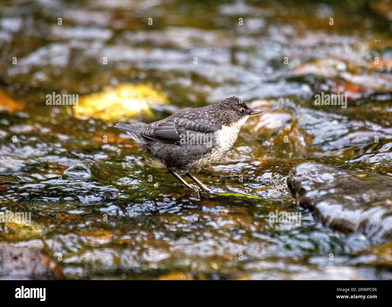 The White-throated Dipper, Cinclus cinclus, a riverine gem ...
