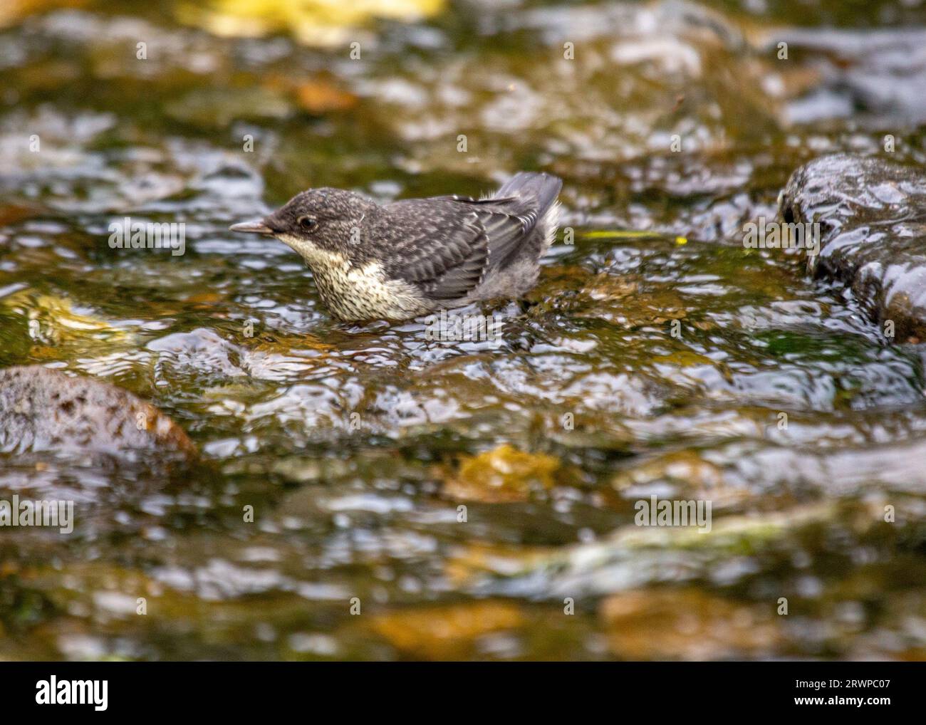 The White-throated Dipper, Cinclus cinclus, a riverine gem ...