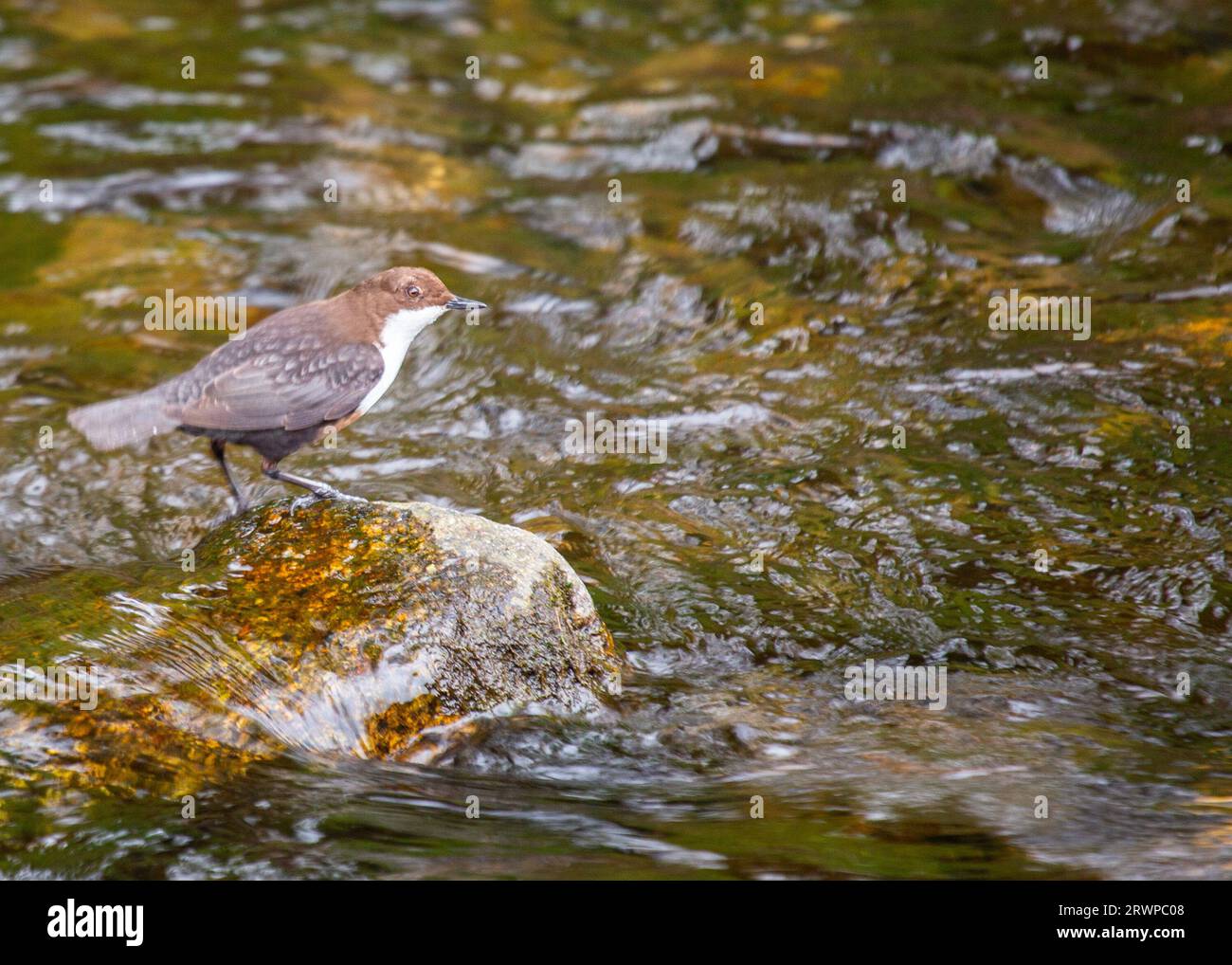 The White-throated Dipper, Cinclus cinclus, a riverine gem ...