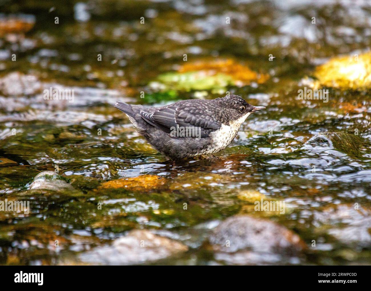 The White-throated Dipper, Cinclus cinclus, a riverine gem ...