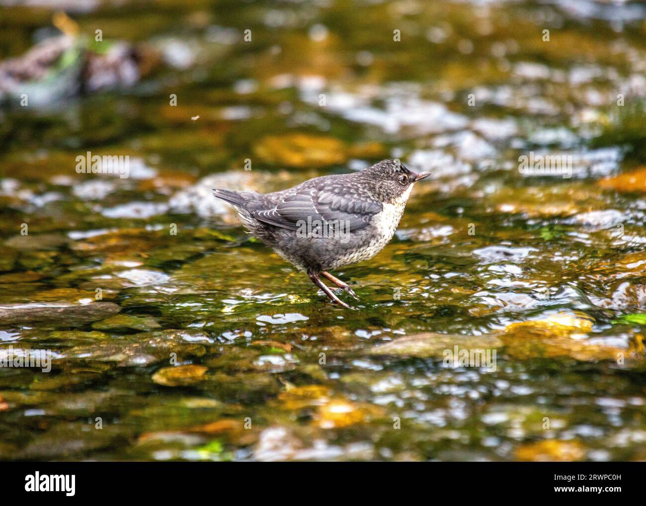 The White-throated Dipper, Cinclus cinclus, a riverine gem ...