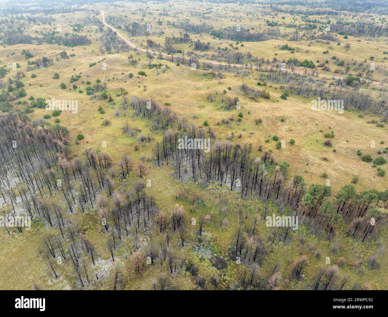 Nebraska National Forest near Halsey after wildfire - late summer ...
