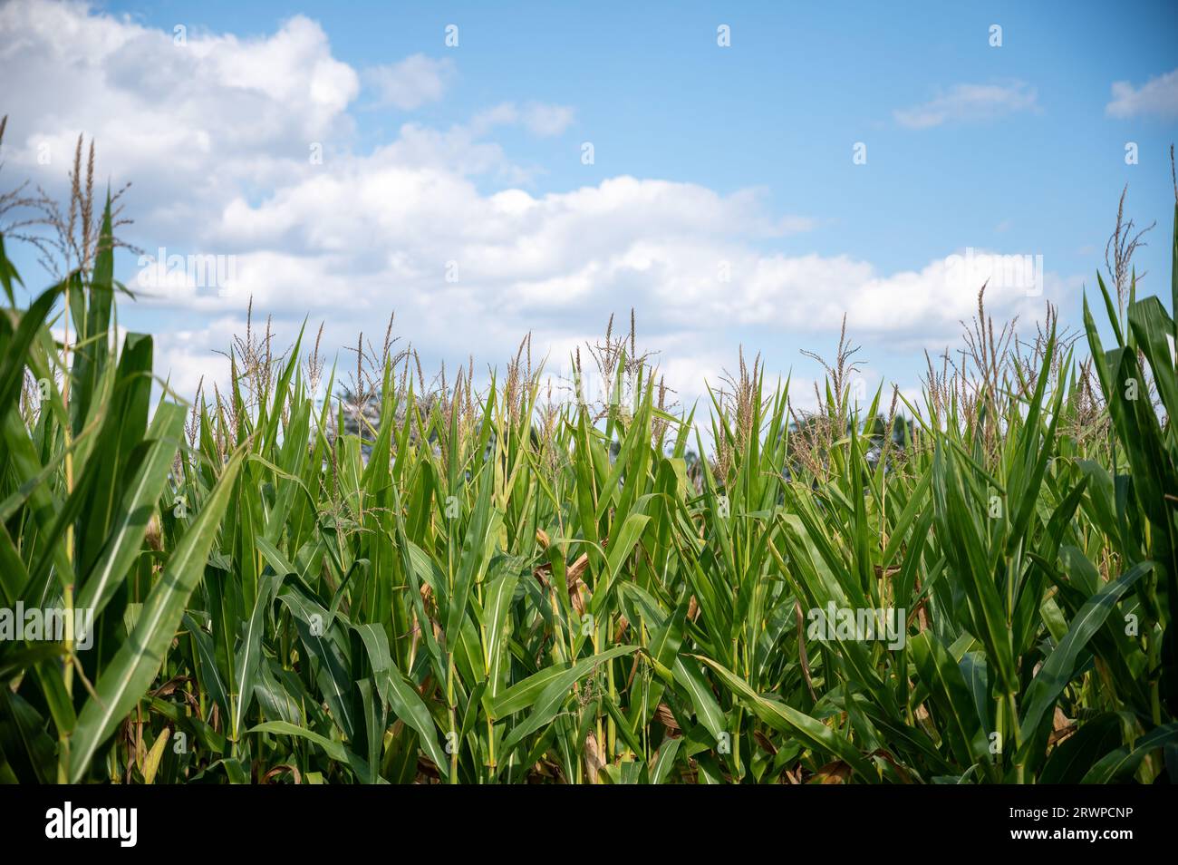 Cornfield backdrop hi-res stock photography and images - Alamy