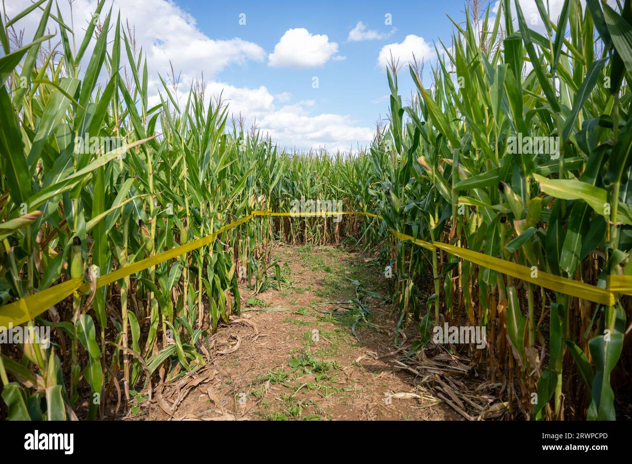 Inside cornfield hi-res stock photography and images - Alamy