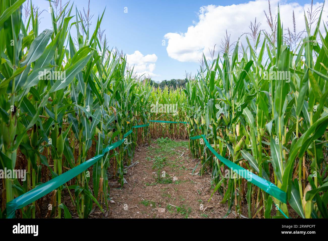 Inside cornfield hi-res stock photography and images - Alamy