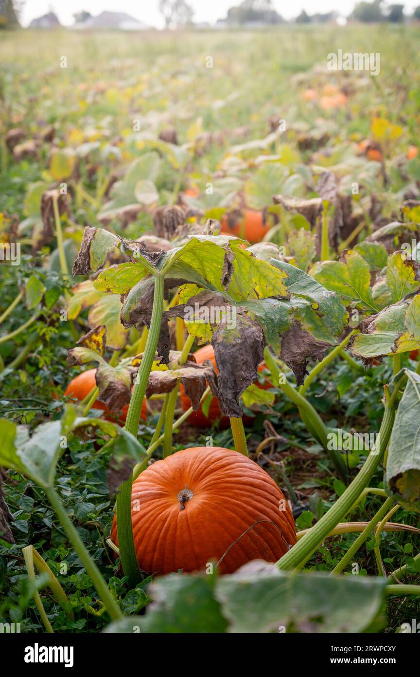 Multiple pumpkins hi-res stock photography and images - Alamy