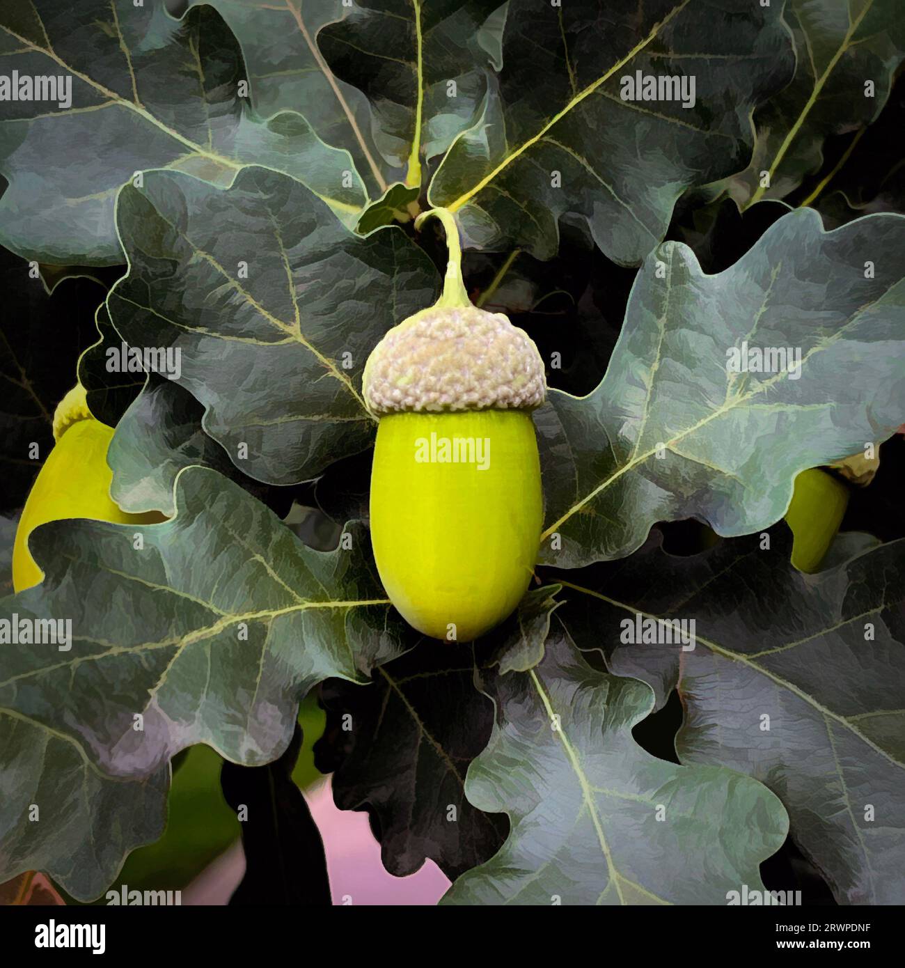 Oak young acorn and leaves in summer Stock Photo - Alamy
