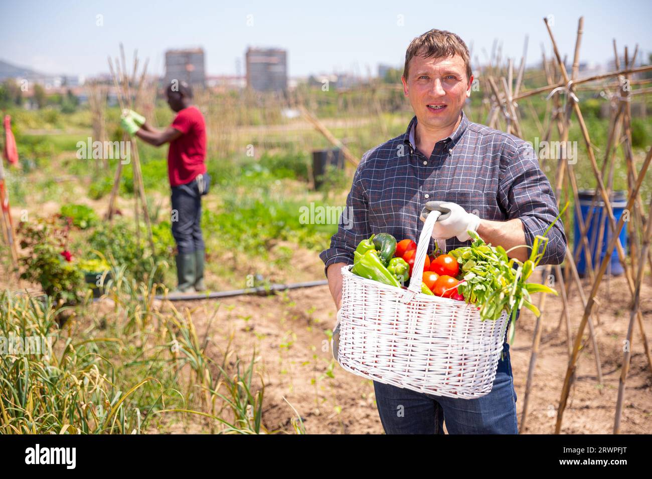 Successful farmer with basket of ripe vegetables at plantation Stock ...