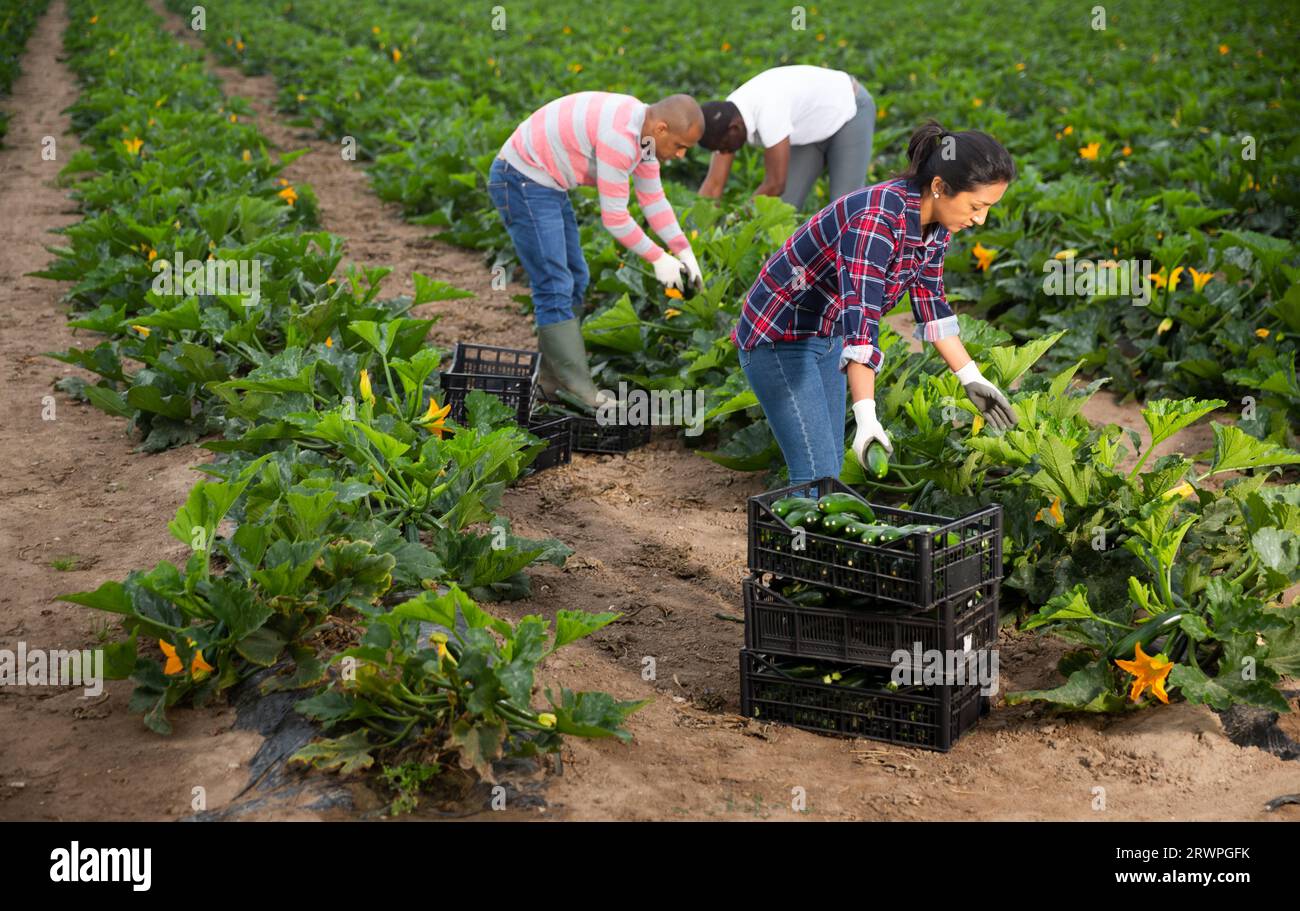 Group of people picking green courgettes on plantation Stock Photo - Alamy