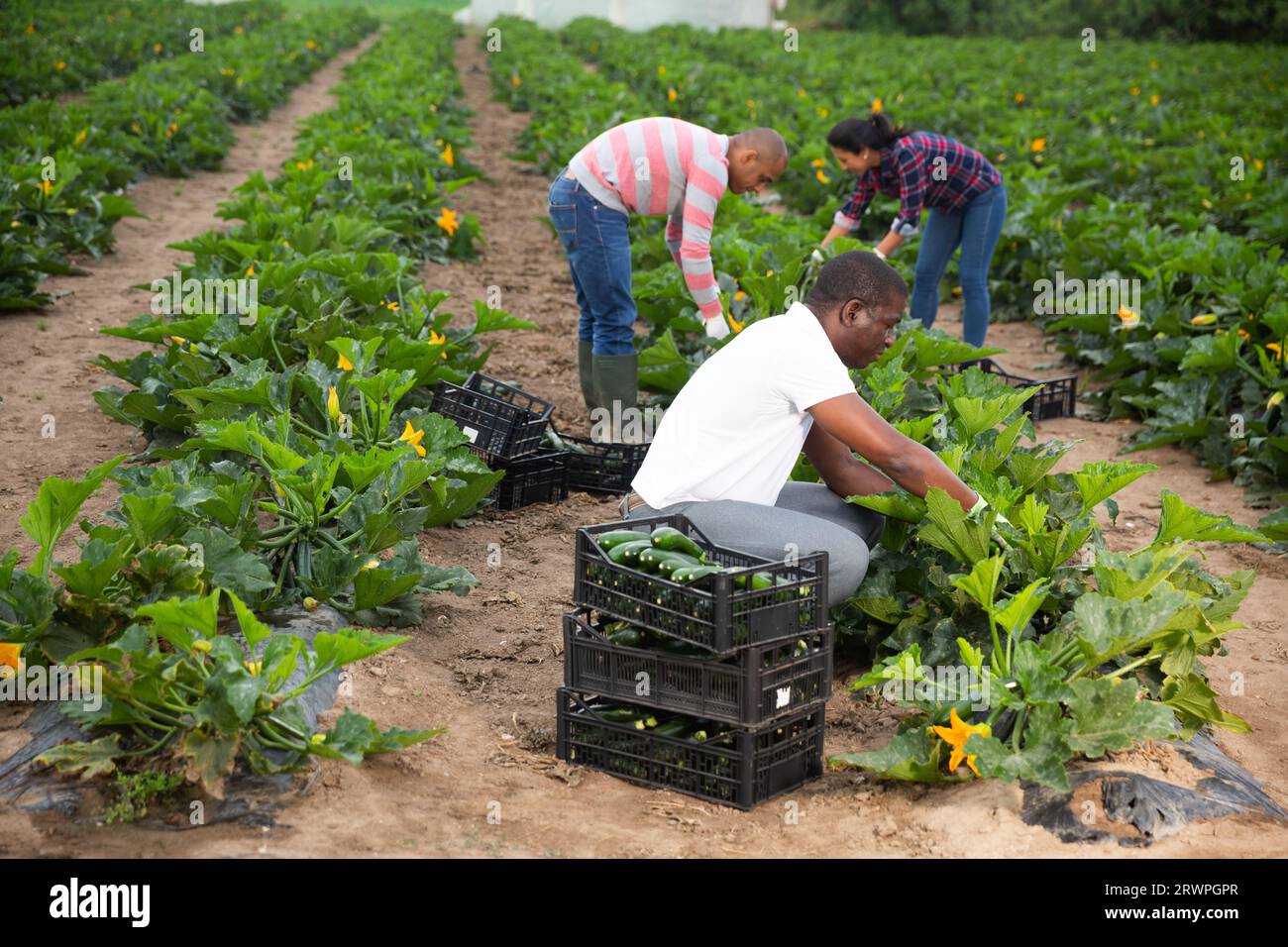 Group of people picking green courgettes on plantation Stock Photo - Alamy
