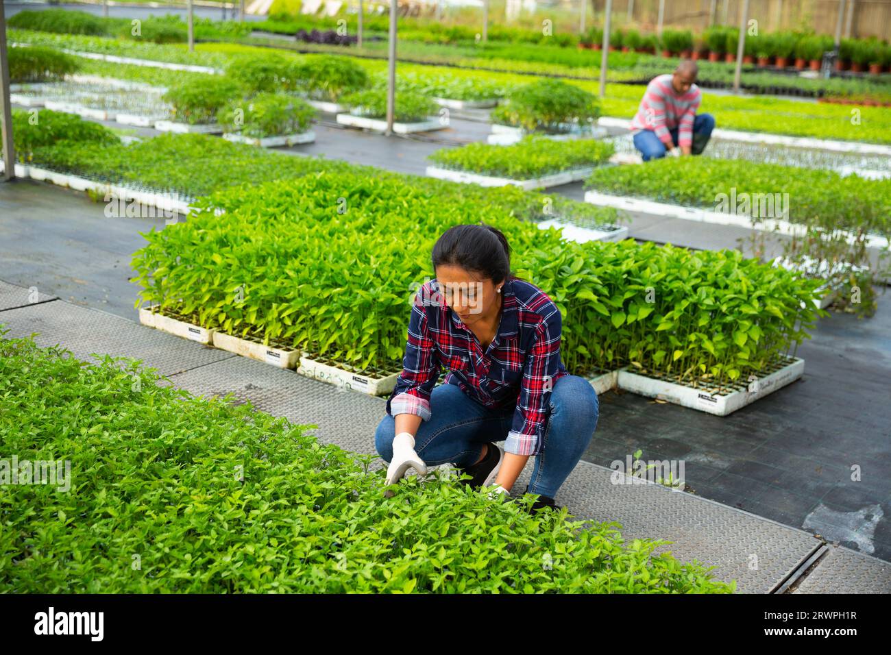 Female farmer at work checking tomato sprouts Stock Photo - Alamy