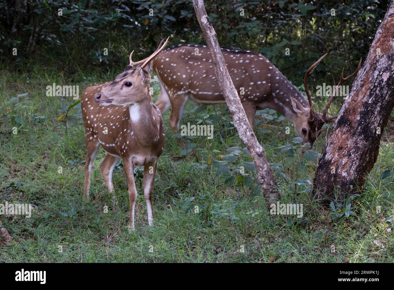 Endemic animals of sri lanka hi-res stock photography and images - Alamy
