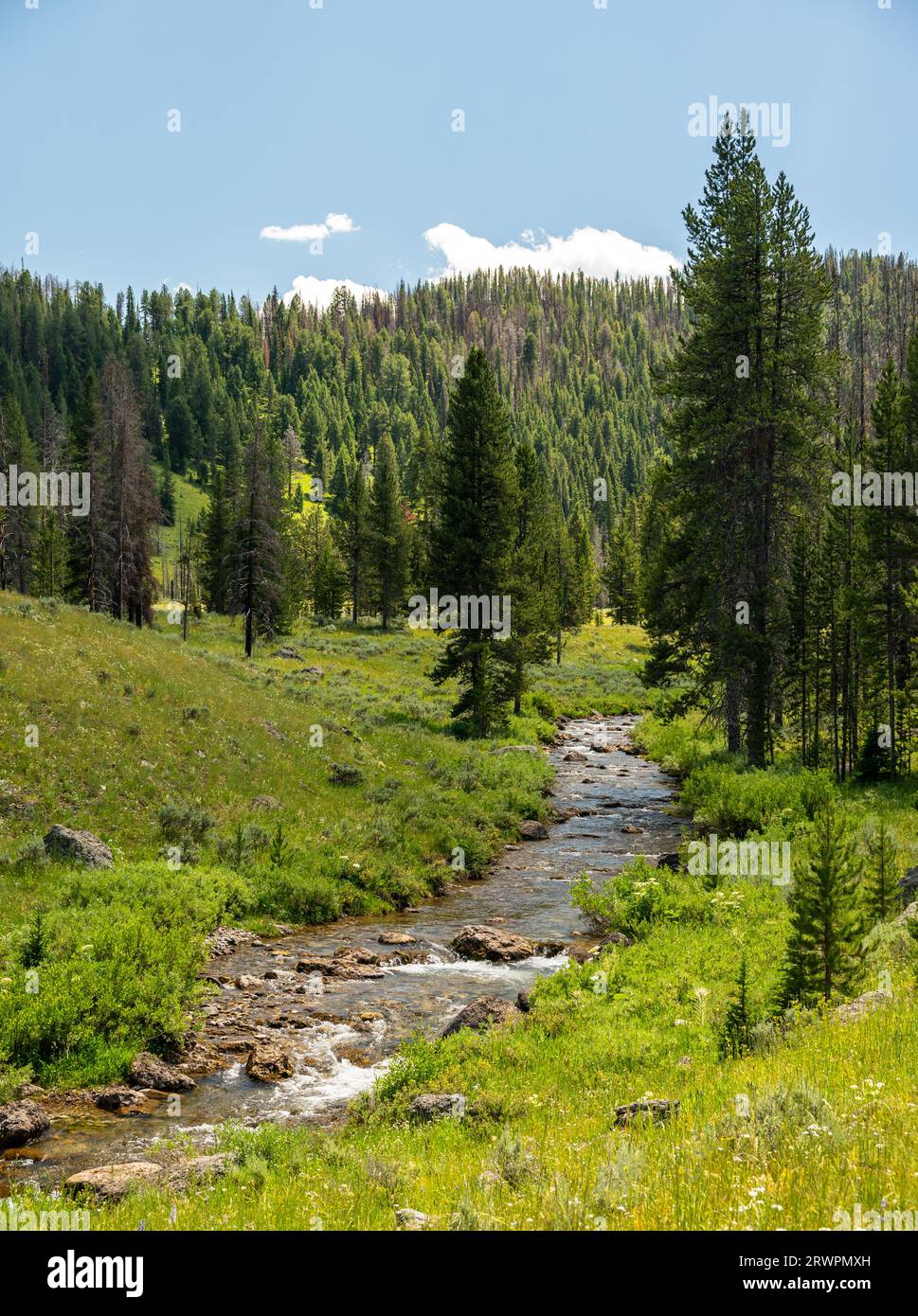 Bacon Rind Creek Passes Through Meadow In The North West Corner Of ...