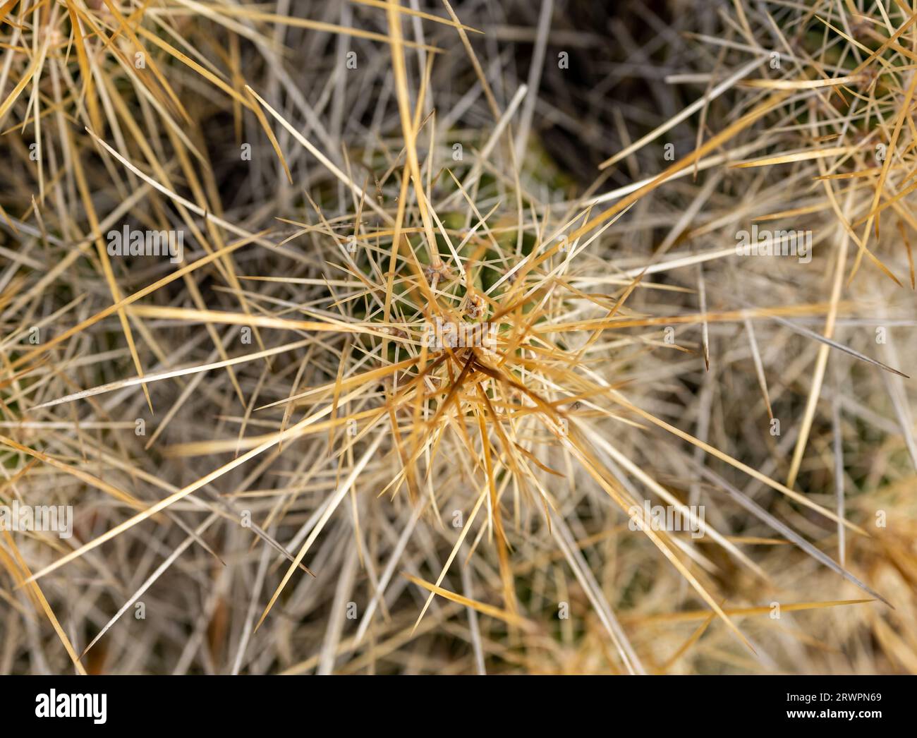 Spines on cactus hi-res stock photography and images - Alamy