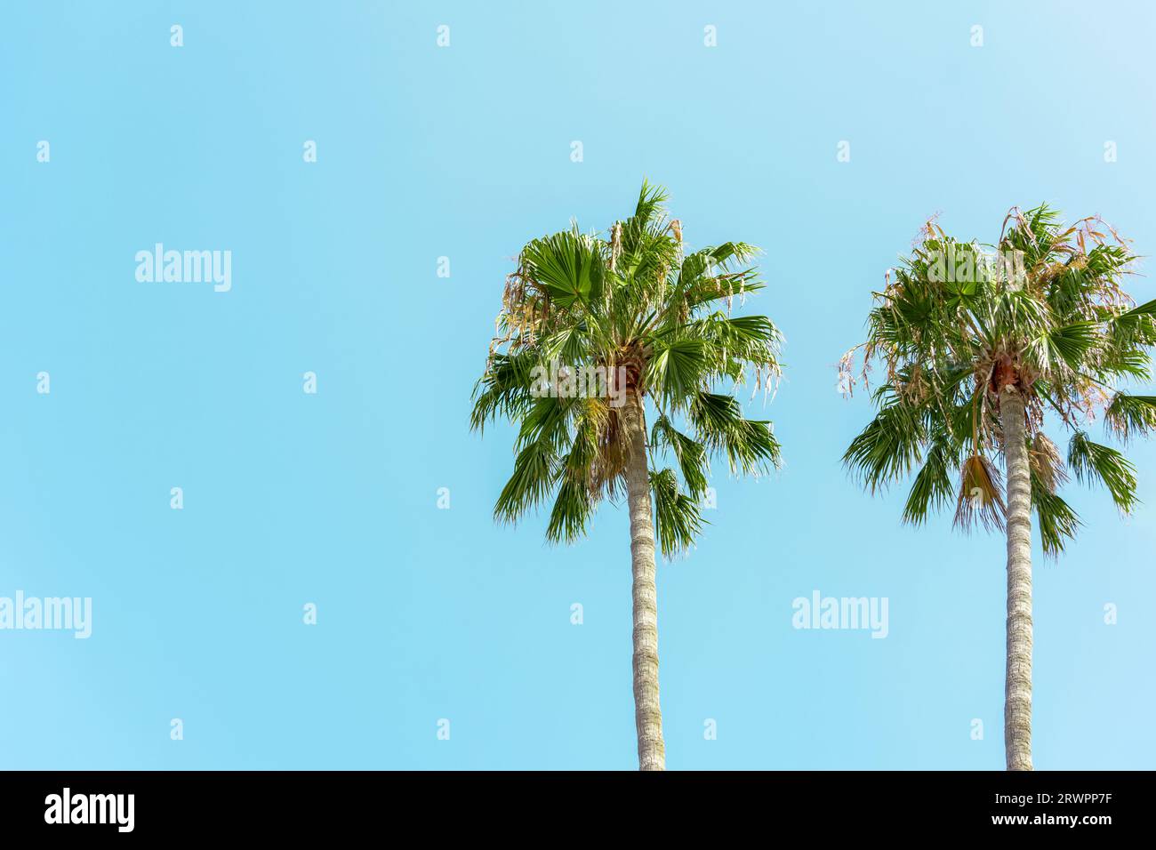Two tall palm trees with clear blue green sky background Stock Photo ...