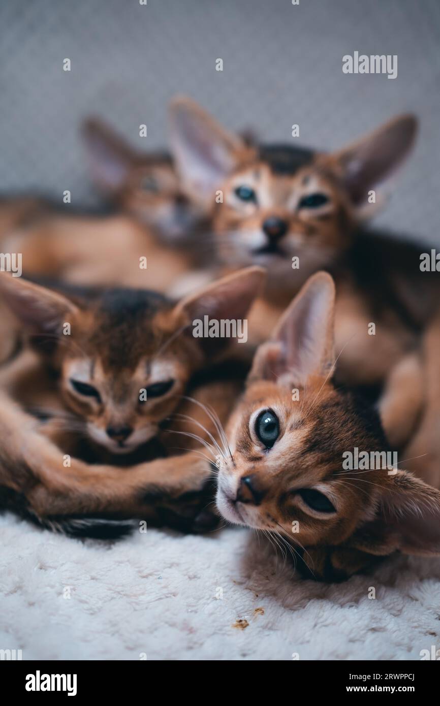 funny small kittens abyssinian breed lies in soft pet house Stock Photo ...