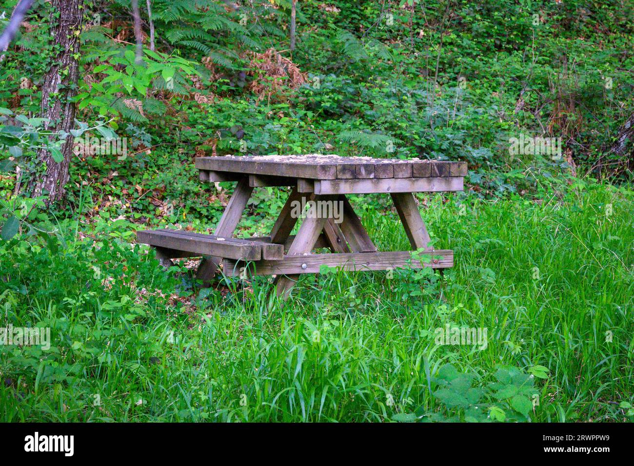 Disused picnic table full of vegetation in nature horizontally Stock ...
