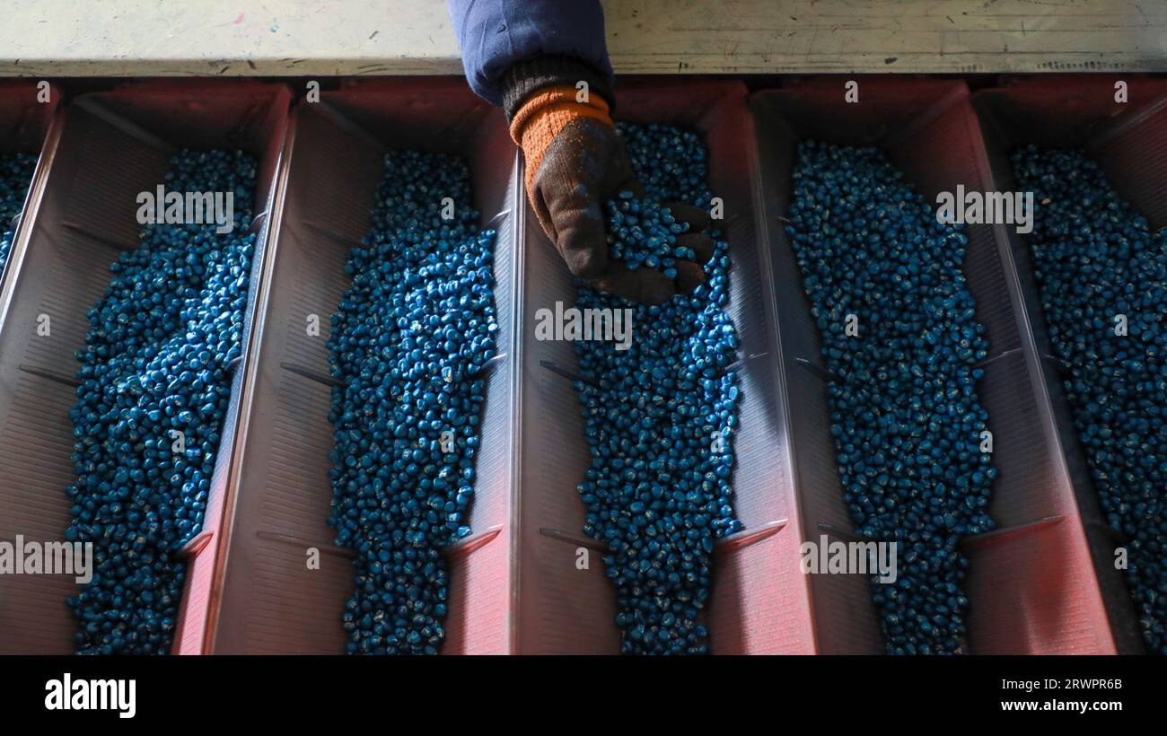 Seed coating hi-res stock photography and images - Alamy