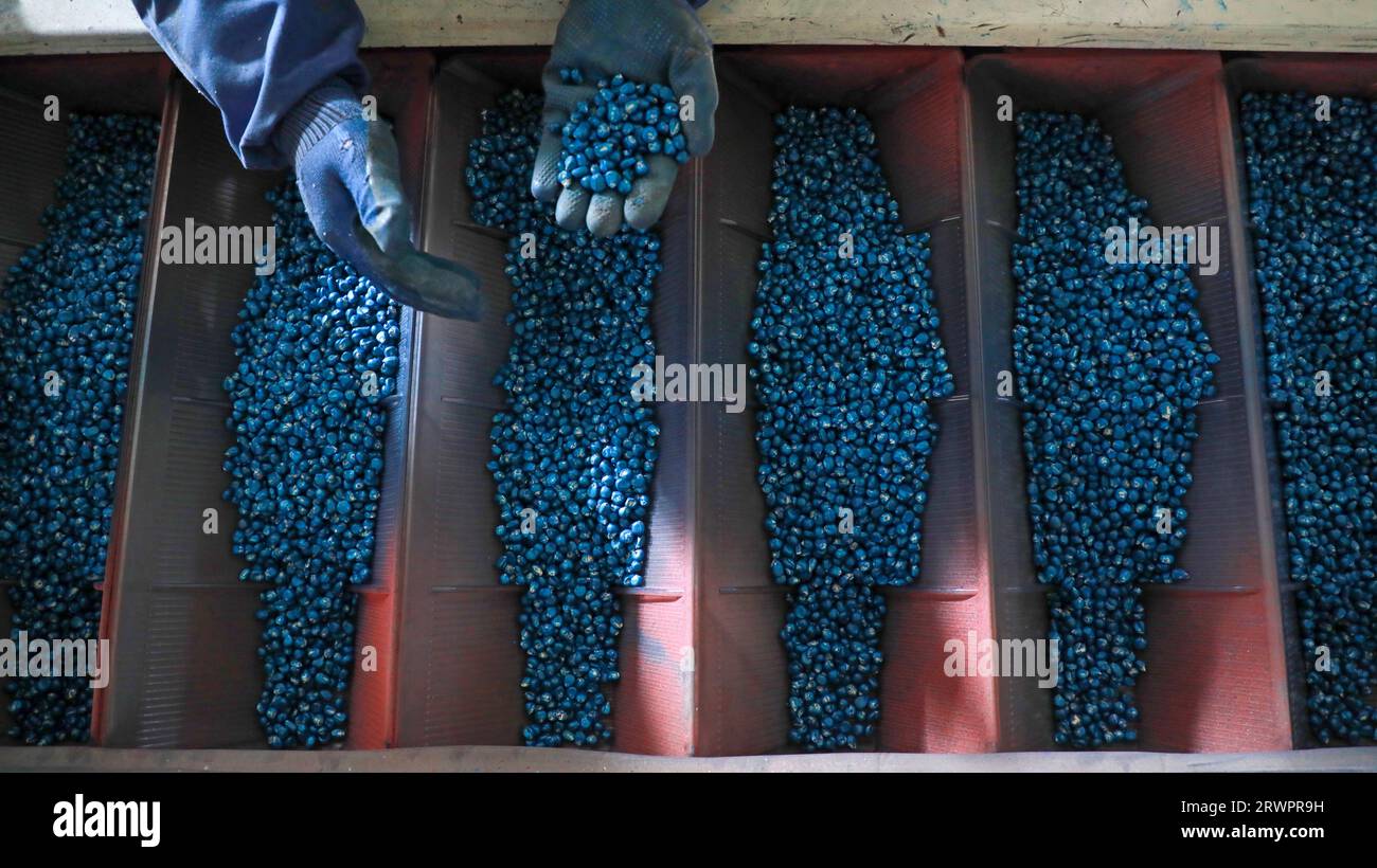 Seed coating agriculture hi-res stock photography and images - Alamy