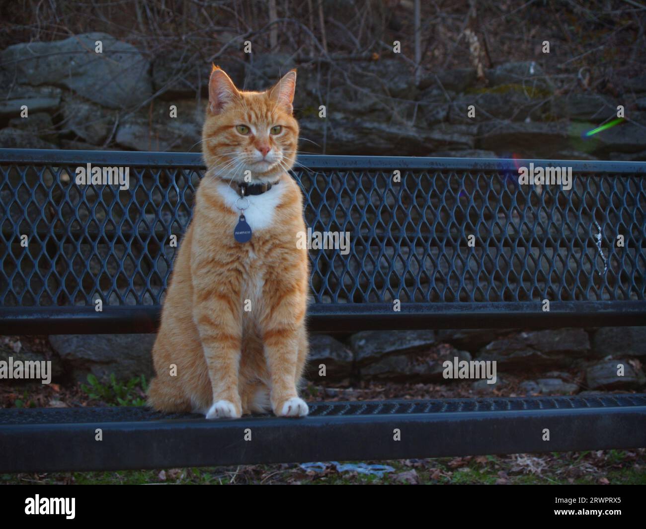 orange cat on bench Stock Photo - Alamy