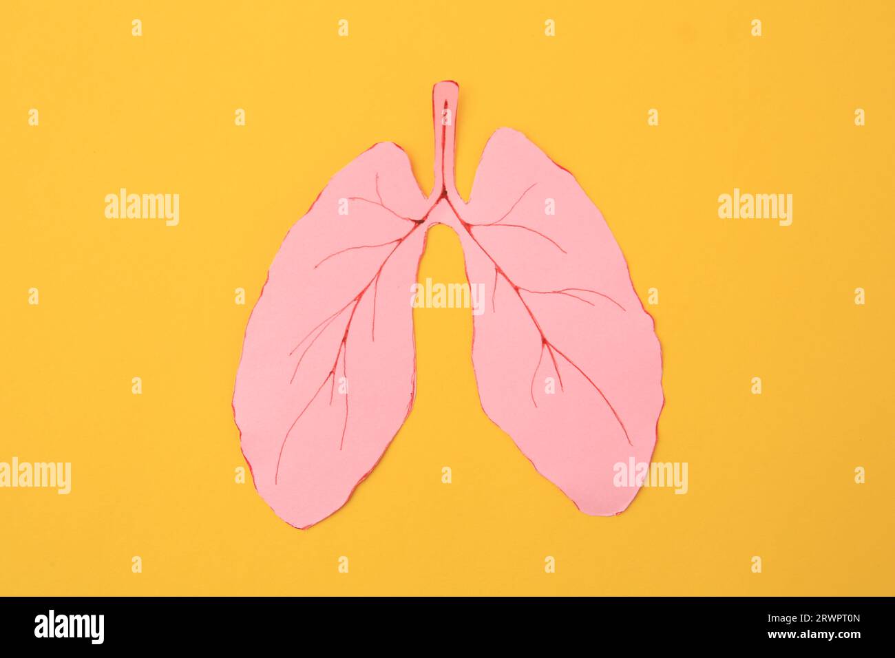 Paper cutout of human lungs on orange background, top view Stock Photo ...