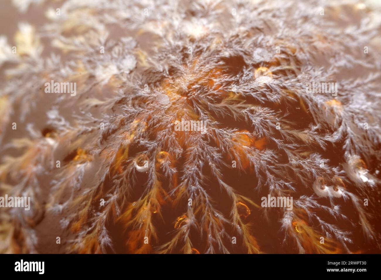 Texture structure of Songhua egg Stock Photo - Alamy