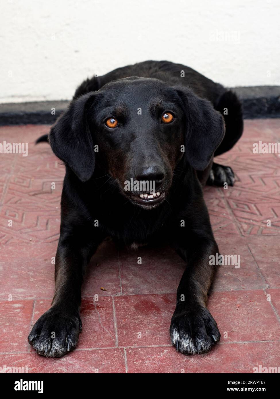 Female Labrador 1 year old. Tunja, Andes, Colombia, South America Stock ...