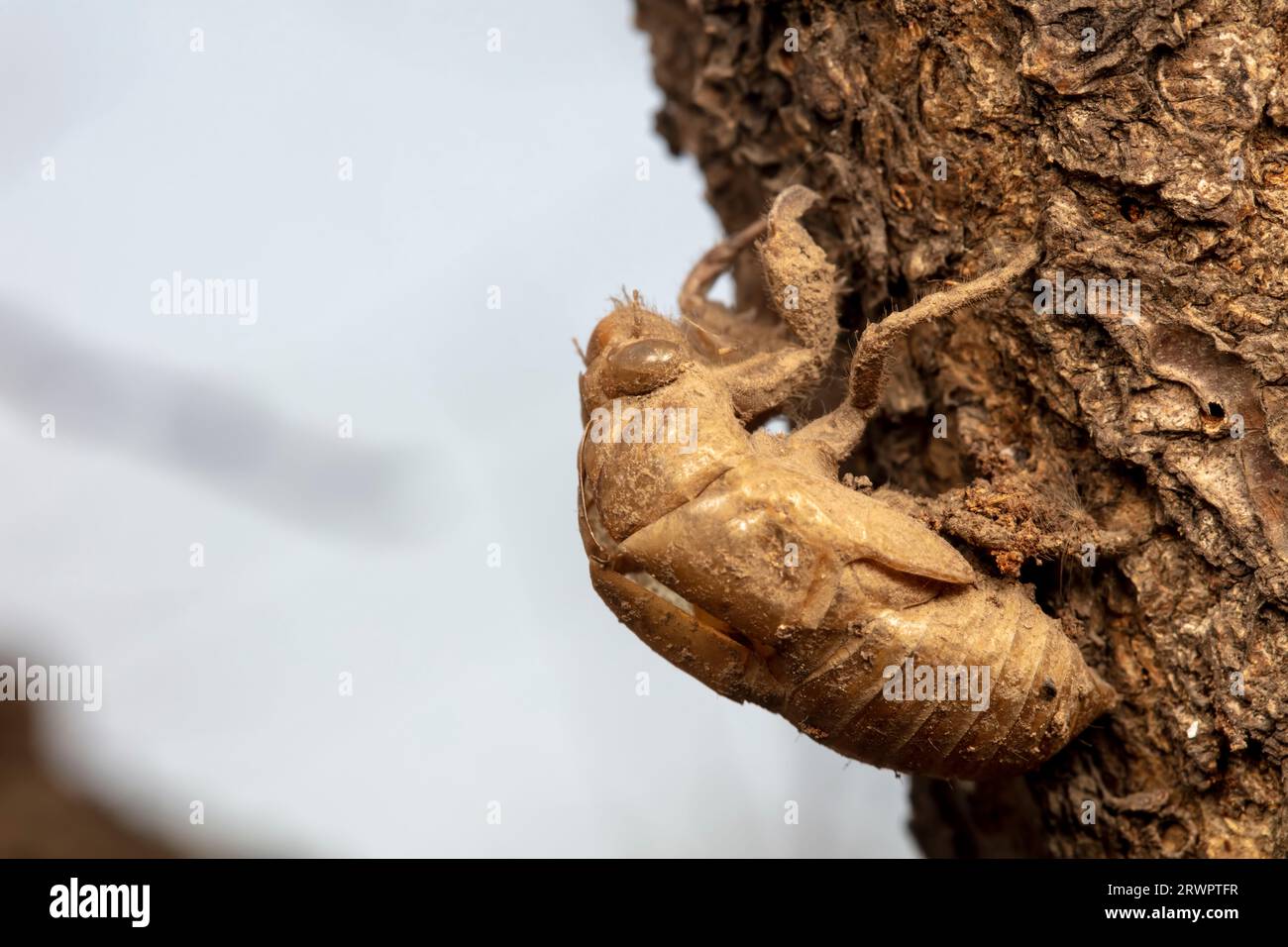 Cicada slough hi-res stock photography and images - Alamy