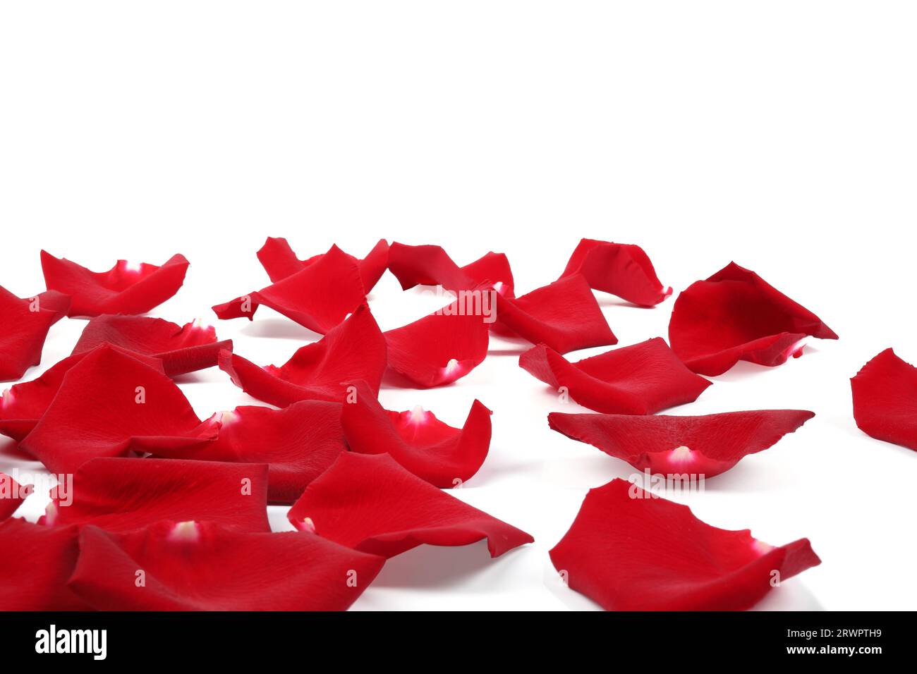 Beautiful red rose petals on white background Stock Photo - Alamy