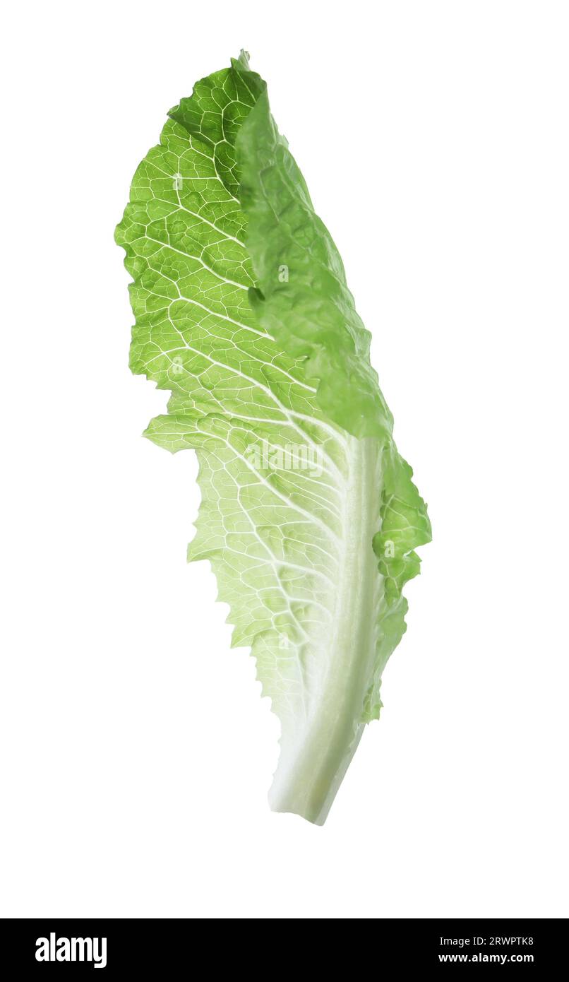 Fresh leaf of green romaine lettuce isolated on white Stock Photo - Alamy
