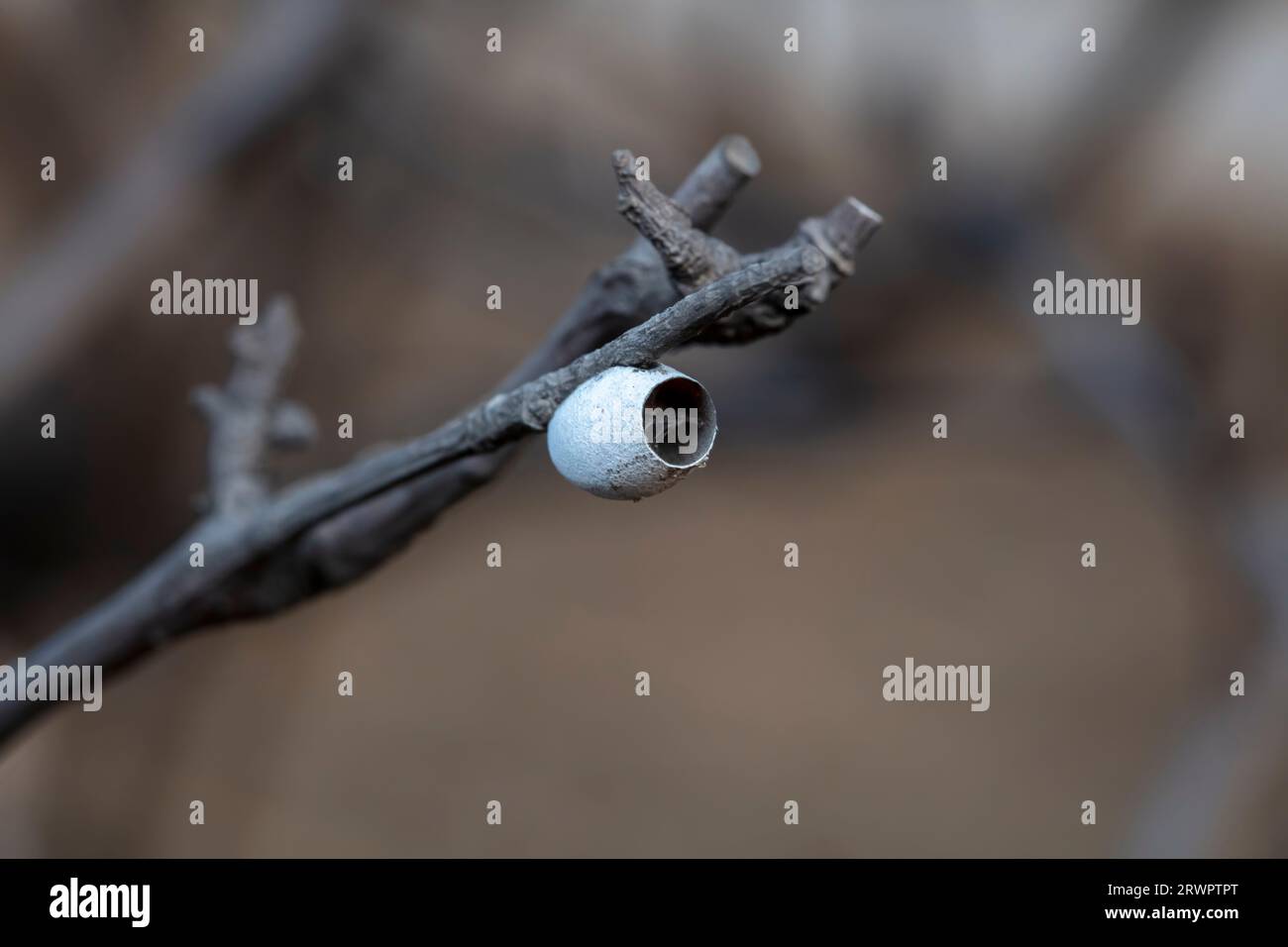 Yellow shell moth hi-res stock photography and images - Alamy