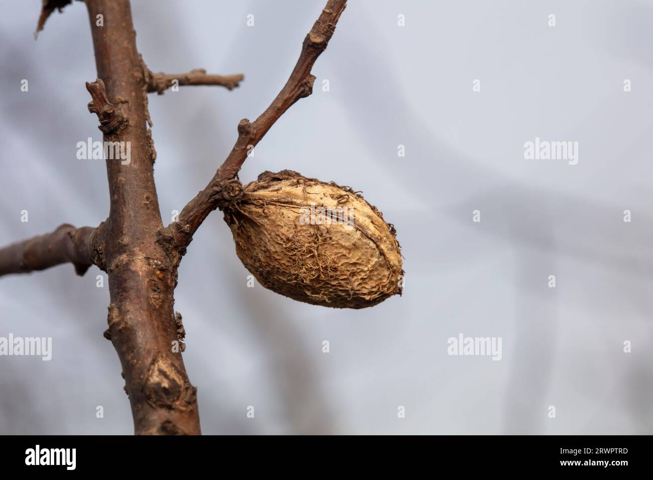 Dried peach hi-res stock photography and images - Alamy