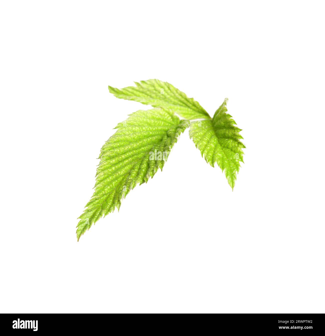 Fresh green blackberry leaves isolated on white Stock Photo - Alamy