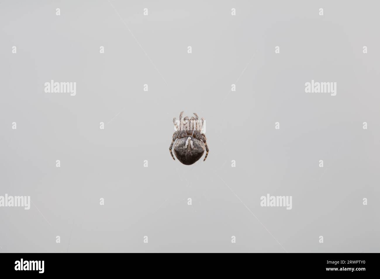 Tarantula inhabits the wild, North China Stock Photo - Alamy