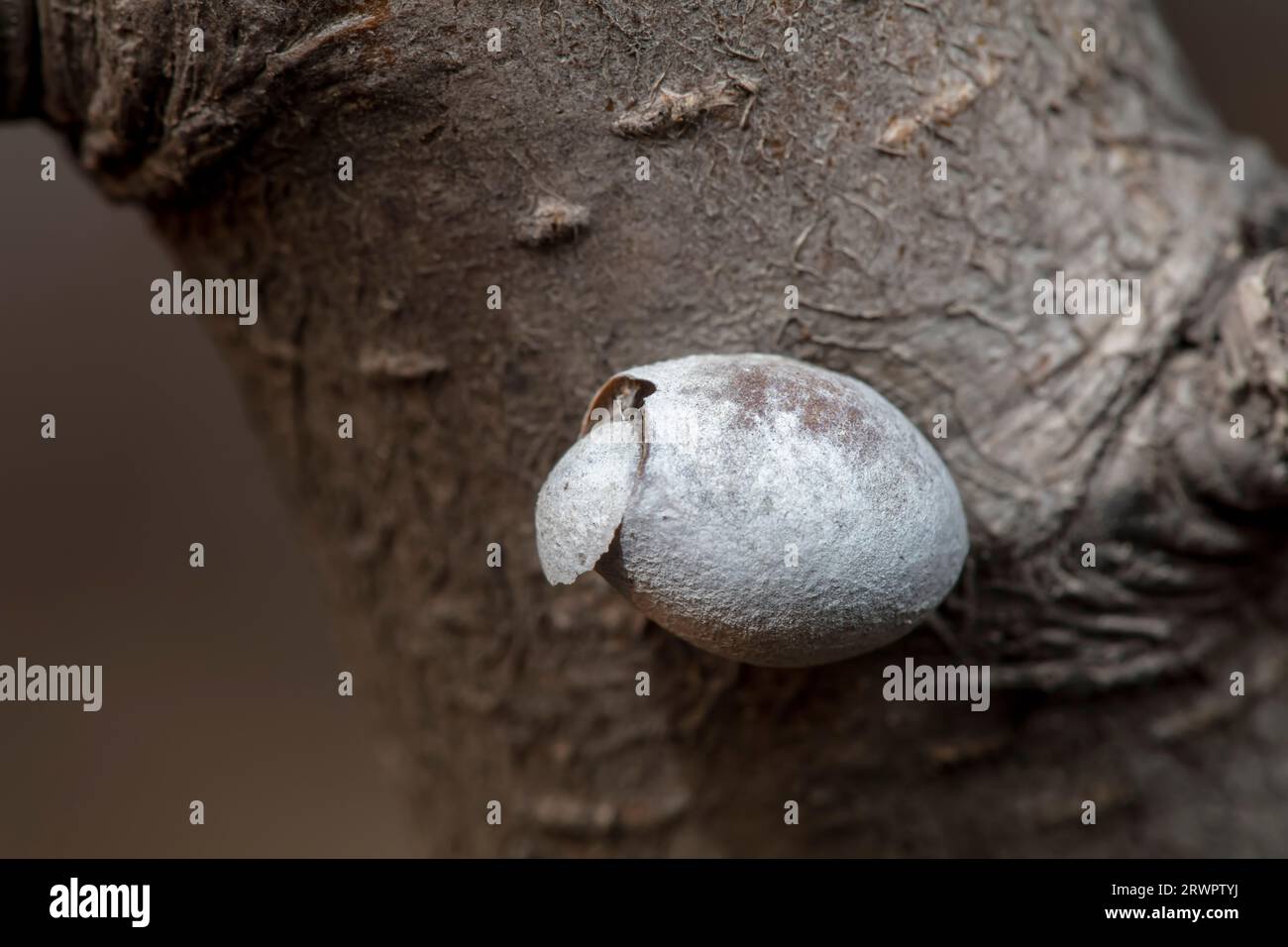 Yellow shell moth hi-res stock photography and images - Alamy