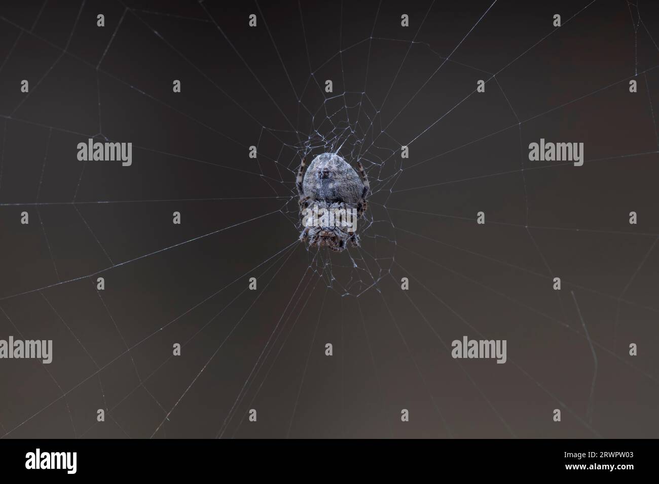 Tarantula ecology hi-res stock photography and images - Alamy