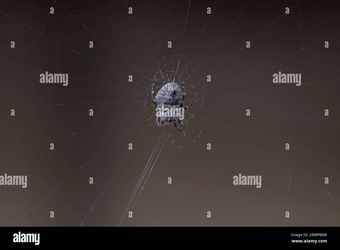 Tarantula inhabits the wild, North China Stock Photo - Alamy