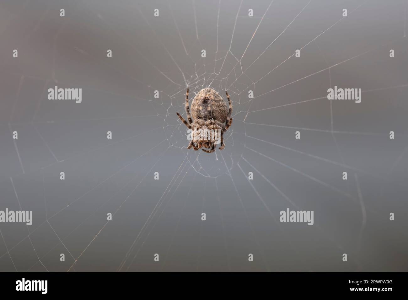 Tarantula ecology hi-res stock photography and images - Alamy