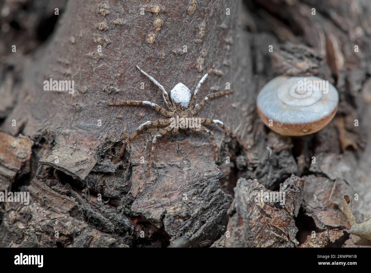 Spiders and snails are on the trunk, North China Stock Photo - Alamy