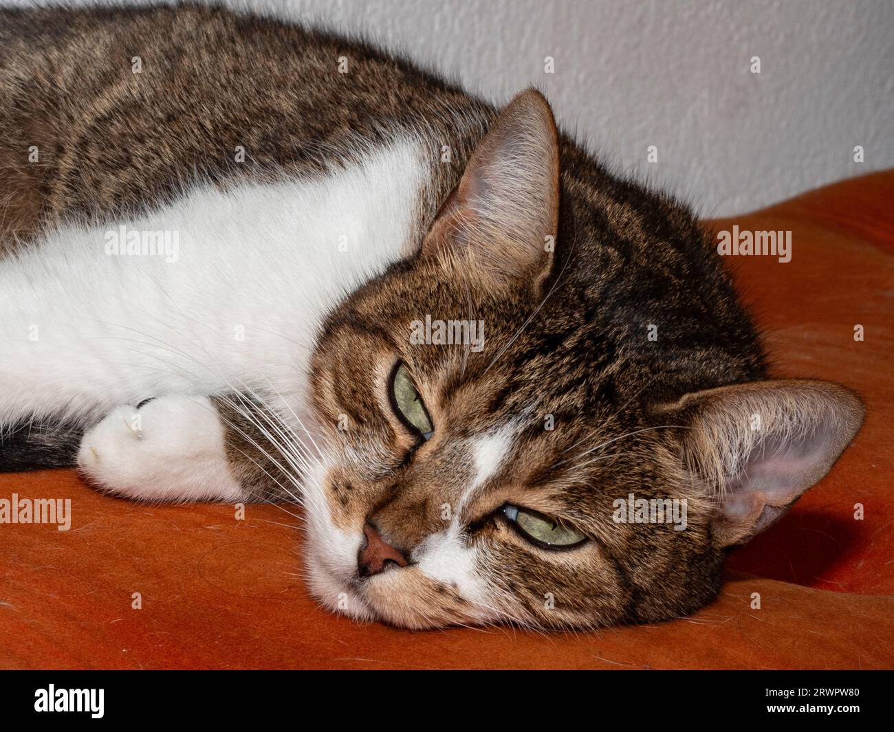 American wirehair cats hi-res stock photography and images - Alamy